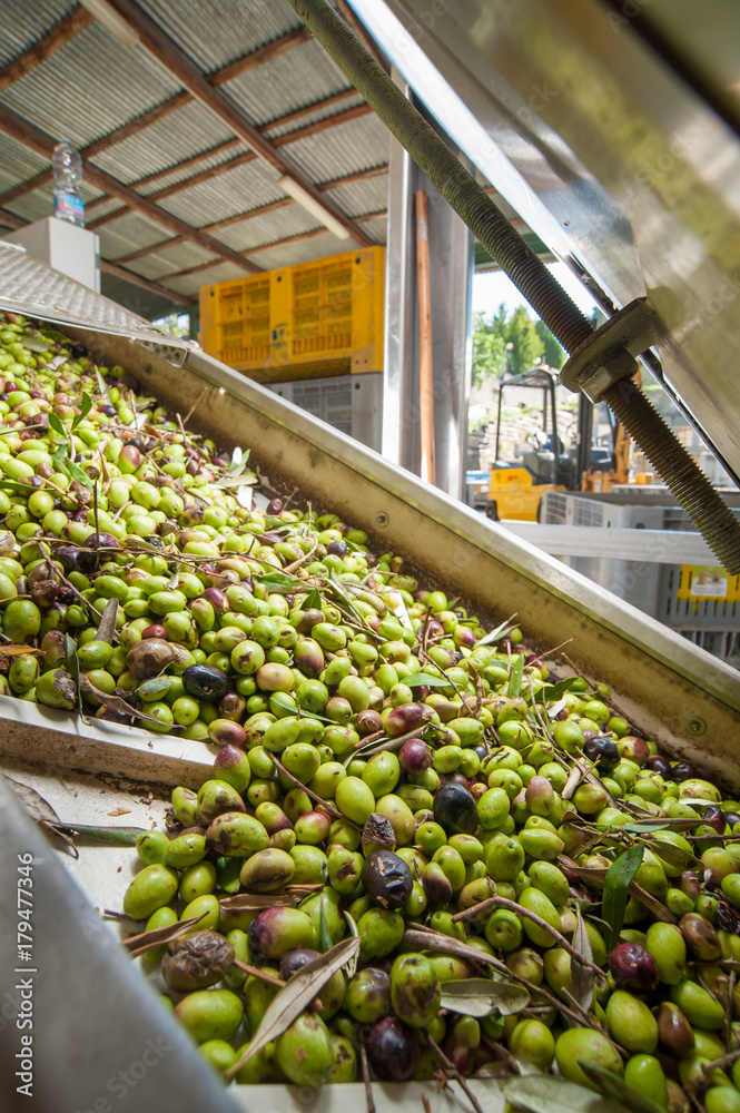 Conveyor belt of a modern oil mill carrying olives from the loading ...
