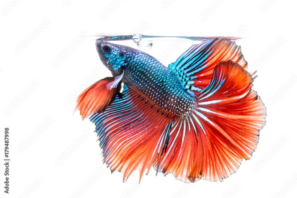 siamese fighting fish isolated on white background, Betta fish Stock ...