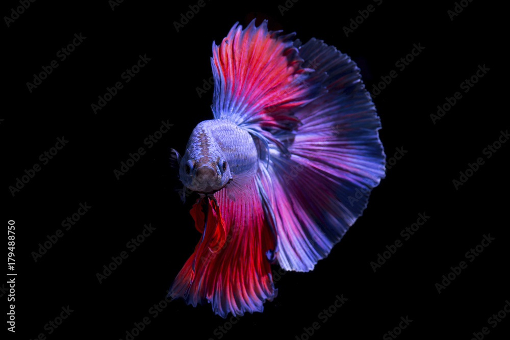 Violet Fighter Fish
