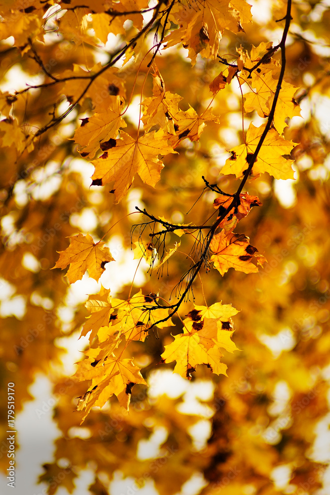 Yellow fall leaves of maple, autumn background. Stock Photo | Adobe Stock