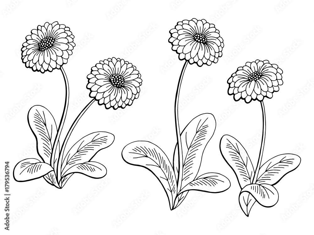 Black Flower Vector Daisy