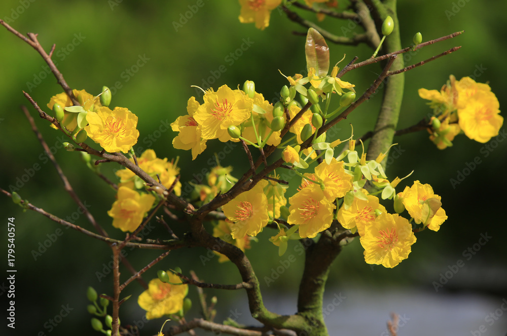 Foto de Hoa Mai tree (Ochna Integerrima) flower, traditional lunar new ...