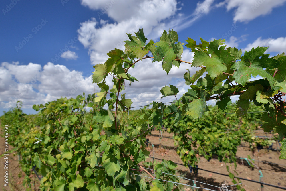 vigneto in estate Stock Photo | Adobe Stock