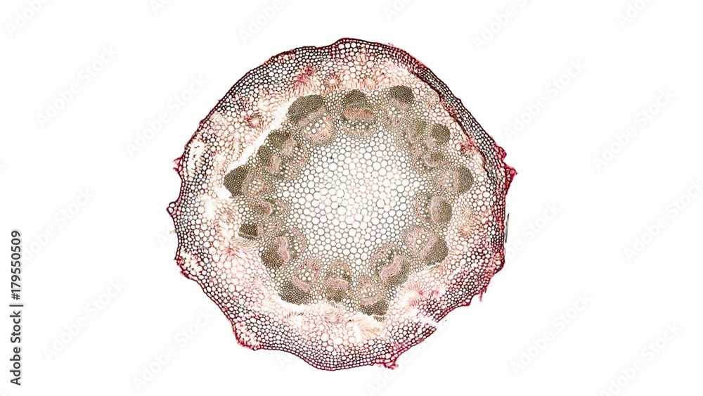 cross section cut of chlorophytum root under the microscope Stock 비디오 ...