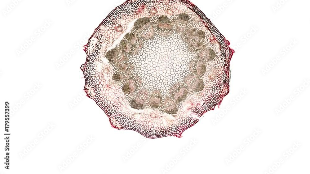 cross section cut of chlorophytum root under the microscope Stock Video ...