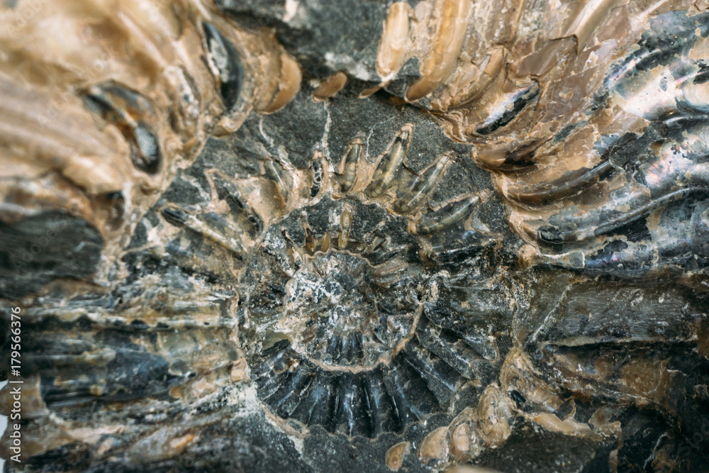 Ammonites fossil shell large spiral - extinct subclass of cephalopod ...