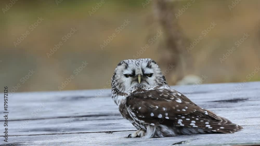 Bird of Minerva. Tengmalm's owl (Aegolius funereus). Boreal coniferous ...