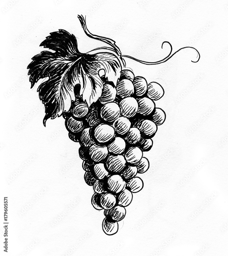 Bunch of grapes Stock Illustration | Adobe Stock
