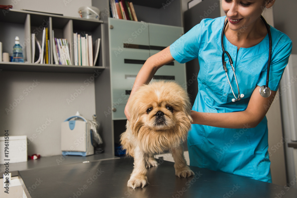 Vet examining the dog in a clinic. Happy veterinarian or doctor with ...