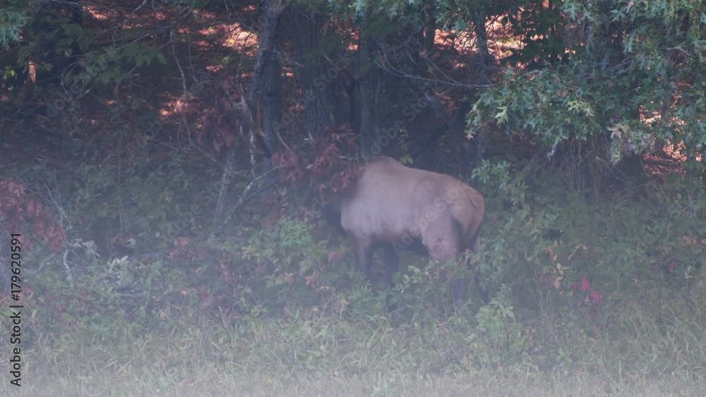 Large Bull Elk Scratches Head on Downed Tree in the Foggy Valley Stock ...