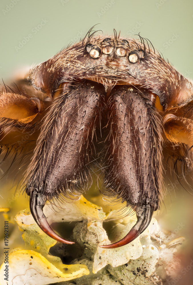 Focus Stacking - Giant House Spider, House Spider, Eratigena atrica ...