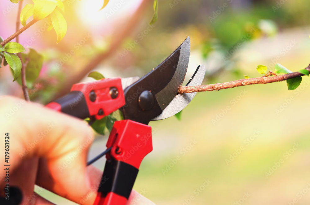 hand pruning tree and pruning shear in garden with sunset background ...