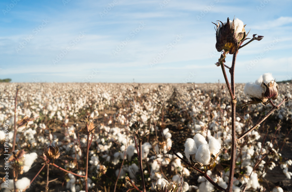 Cash Crops Cotton