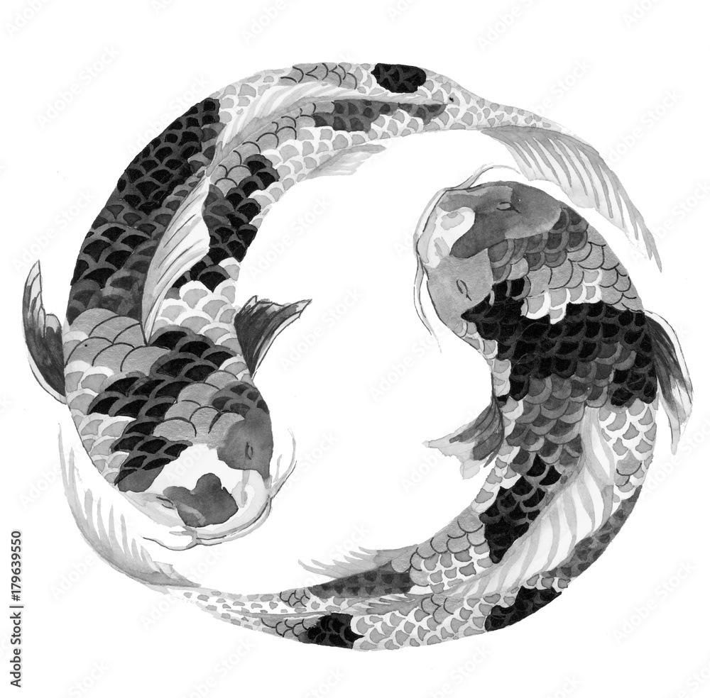 Japanese koi on white background. Illustration of the avaricious with ...