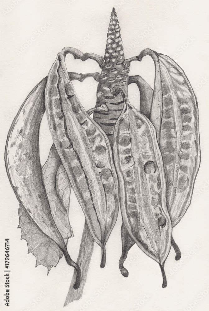 Seed Pods Drawing