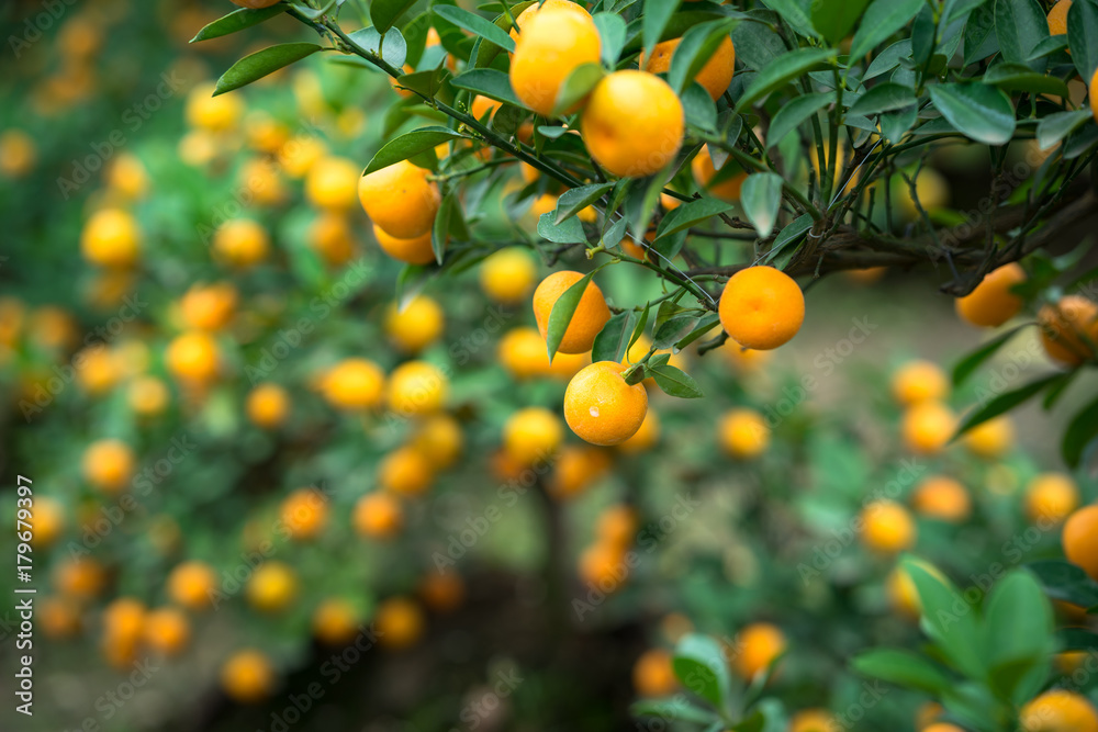 Kumquat tree. Together with Peach blossom tree, Kumquat is one of 2 ...