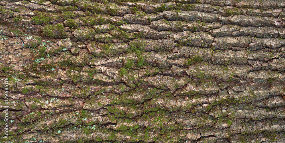 Relief texture of the brown bark of a tree with green moss and lichen ...