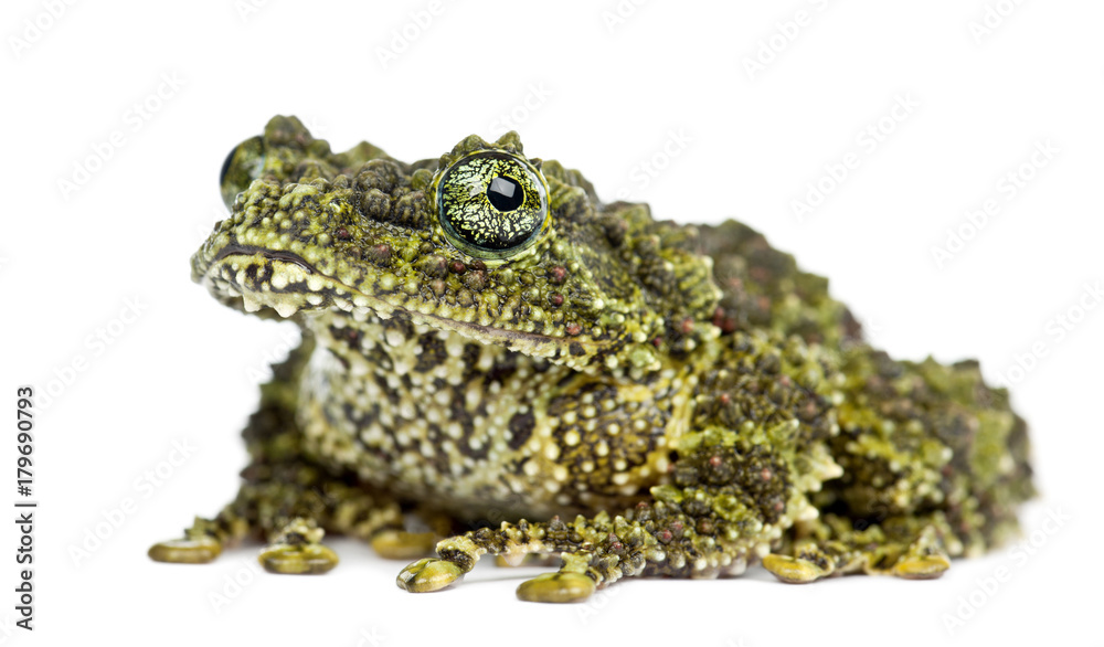 Mossy Frog, Theloderma corticale, also known as a Vietnamese Mossy Frog ...