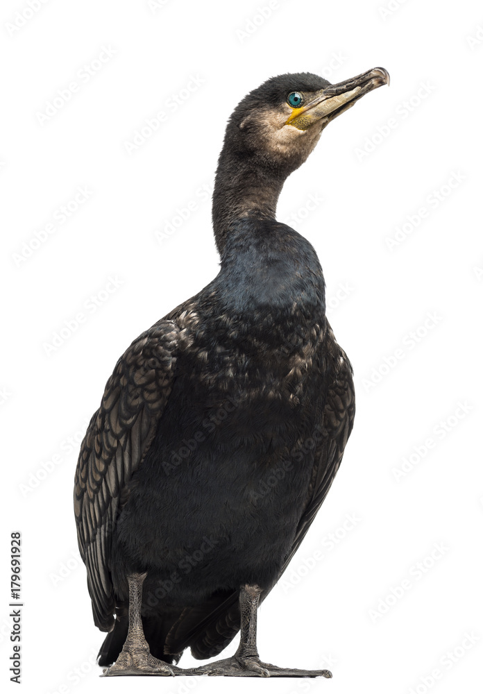 Great Cormorant, Phalacrocorax carbo, also known as the Great Black ...