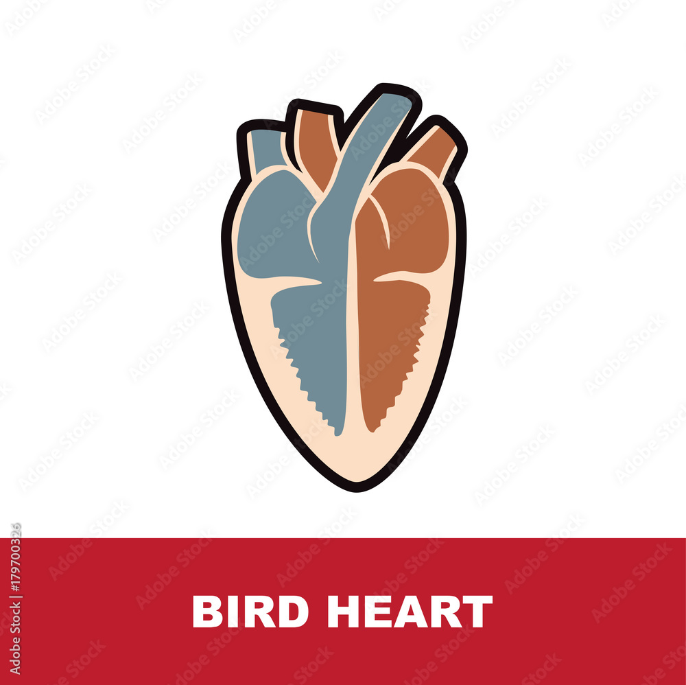 bird schematic heart anatomy vector illustration Stock Vector | Adobe Stock