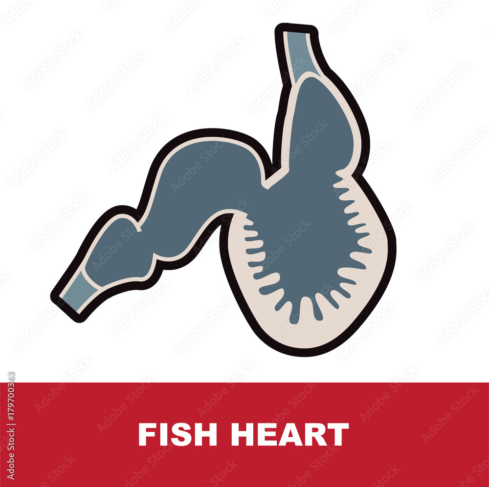fish schematic heart anatomy vector illustration Stock Vector | Adobe Stock