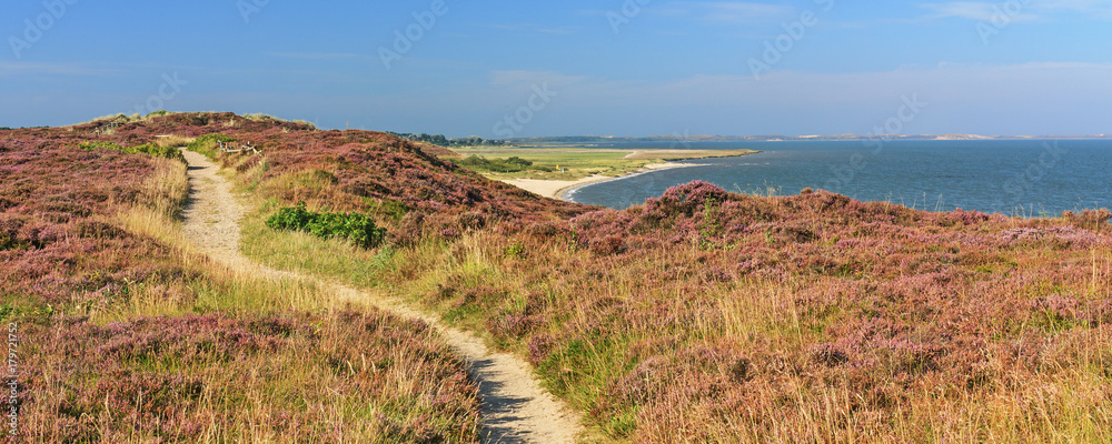 Weg durch Braderuper Heide auf Sylt zur Zeit der Heideblüte Stock-Foto ...