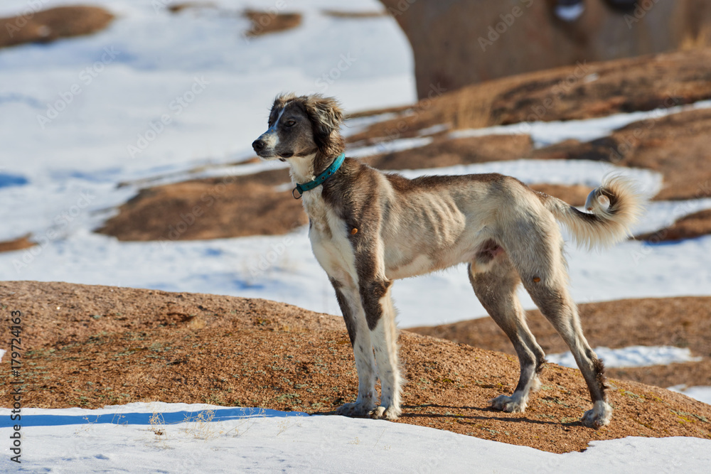 Foto de The Tazy, or the Central Asian greyhound, or the Kazakh ...