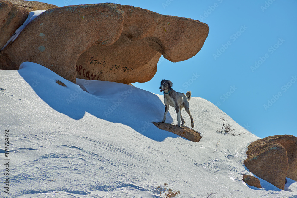 The Tazy, or the Central Asian greyhound, or the Kazakh greyhound, or ...