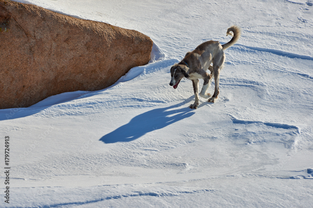 The Tazy, or the Central Asian greyhound, or the Kazakh greyhound, or ...