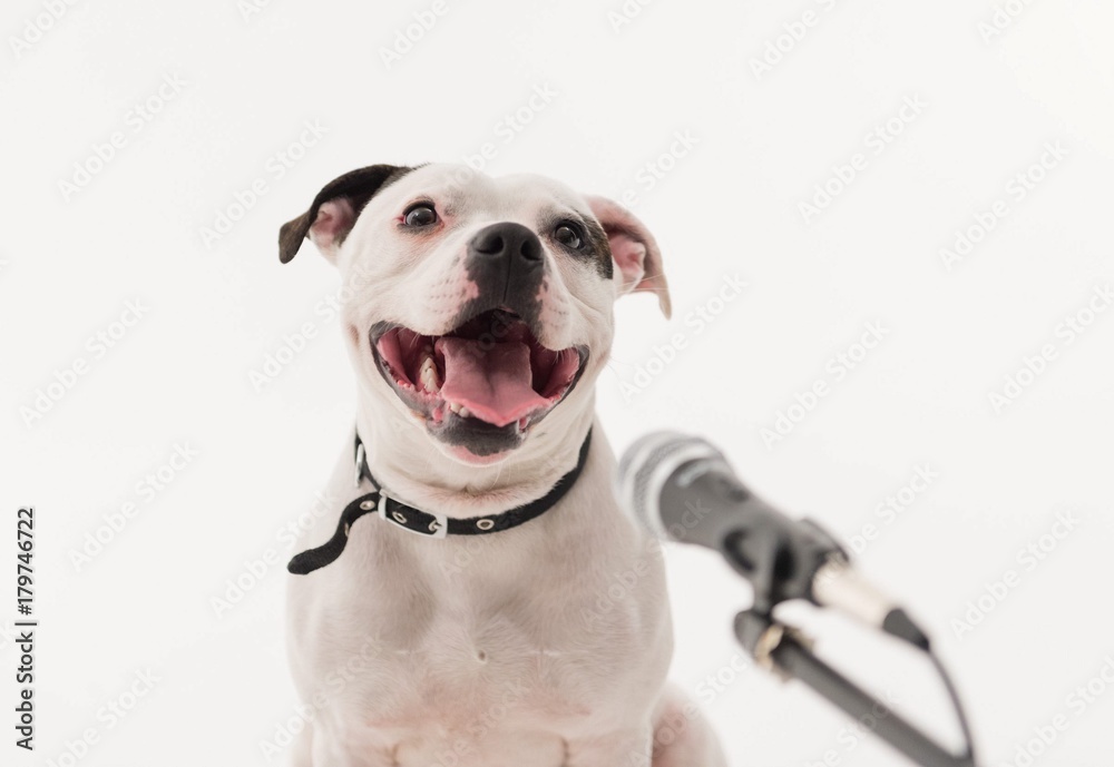 A very cute black and white Staffordshire bull terrier dog singing into ...