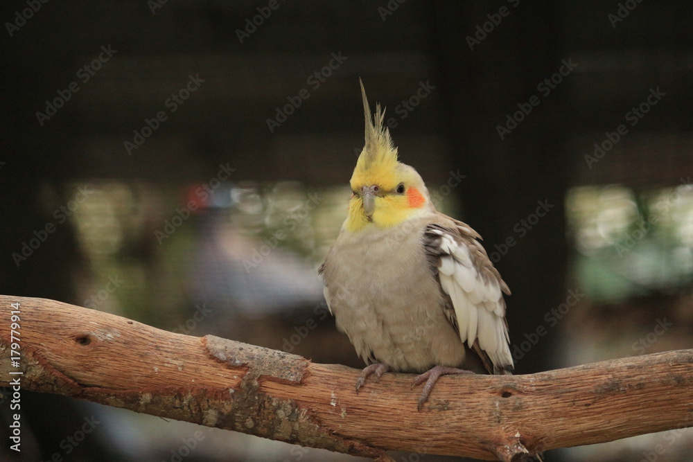 Cockatiel on a Branch Stock Photo | Adobe Stock