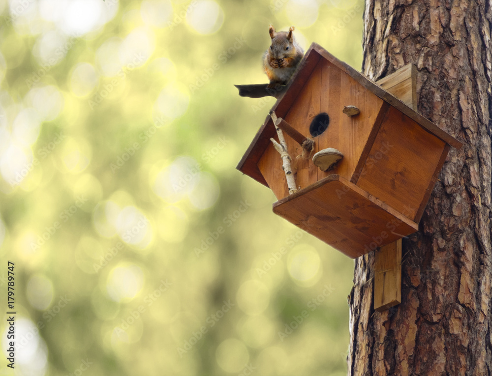 Squirrel Tree House