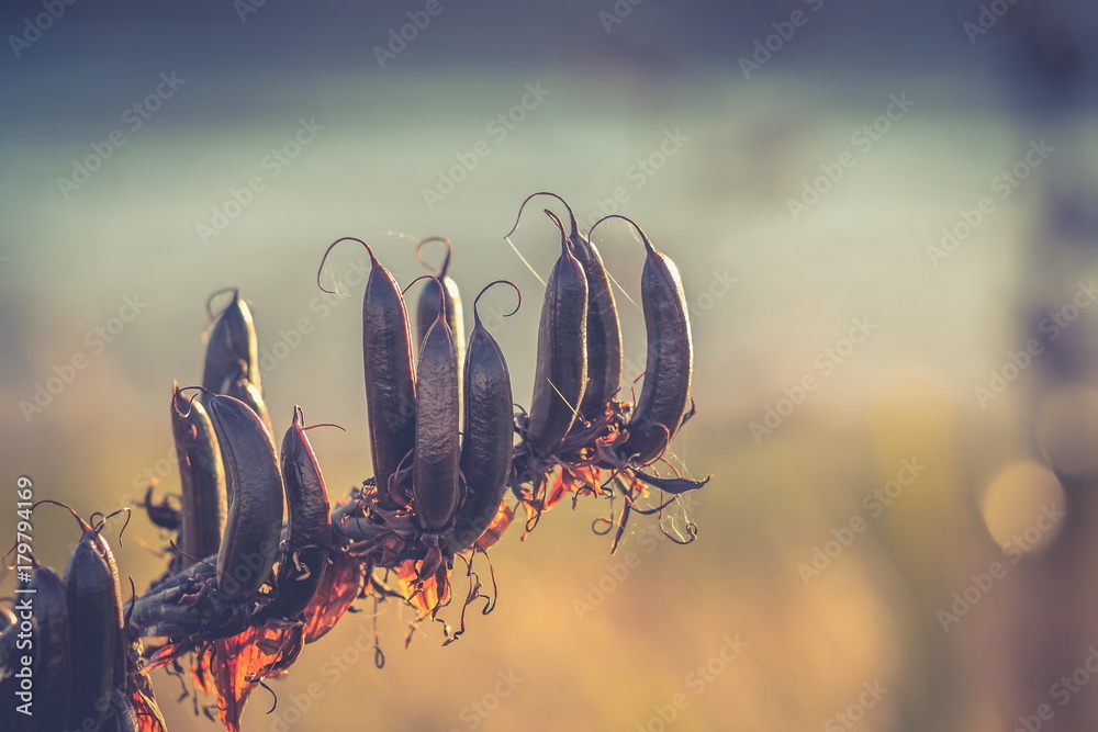 Close up image of the seed pods of the New Zealand Flax Bush (Phormium ...