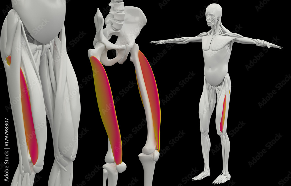 3d rendering medically accurate muscle illustration of the vastus ...