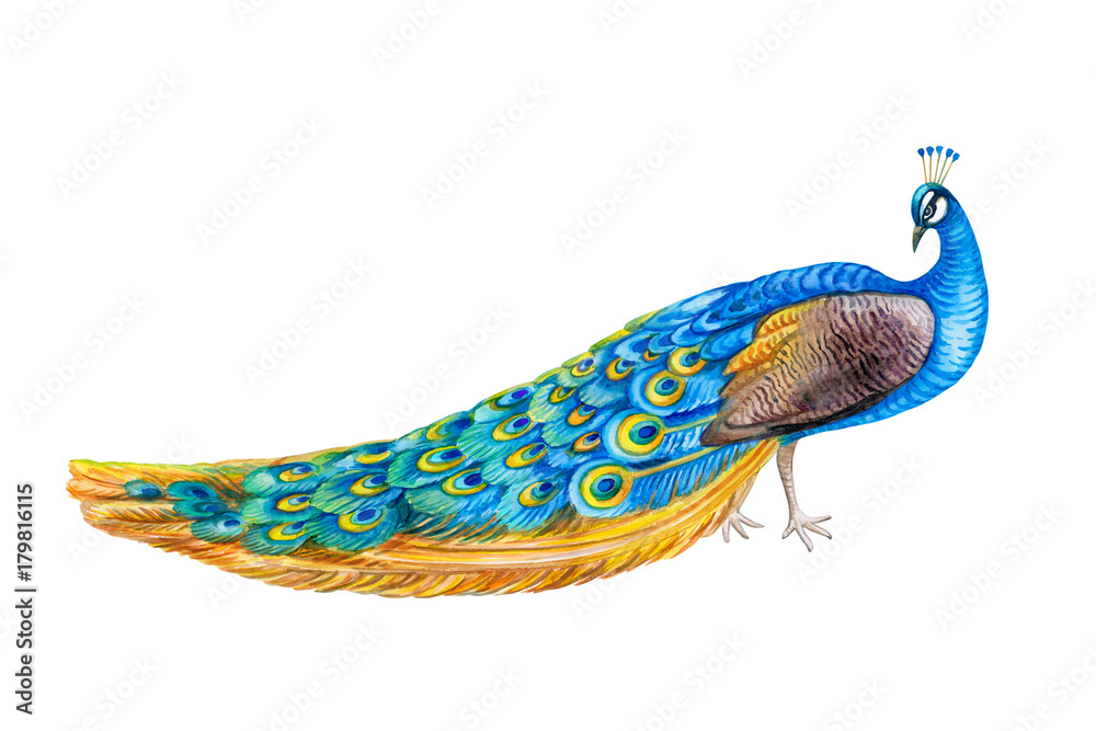 Peacock bird isolated on white background. Watercolor. Illustration ...