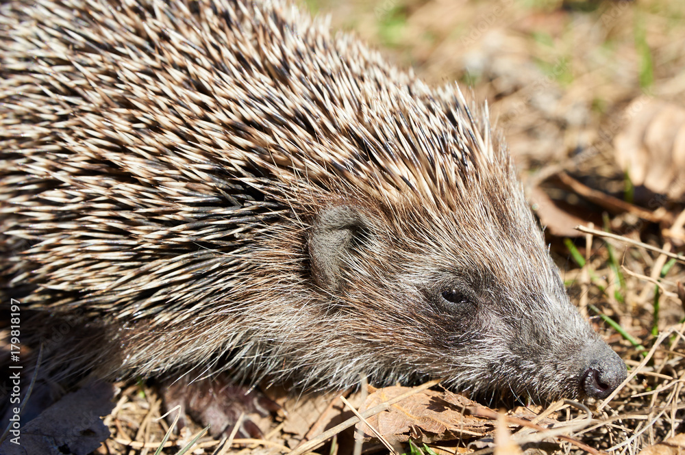 Hedgehog. A hedgehog is any of the spiny mammals of the subfamily ...