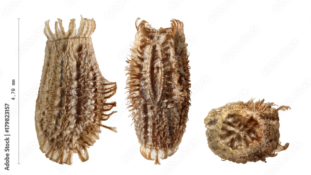 Egg of leaf insect - Phyllium philippinicum, isolated on white Stock ...