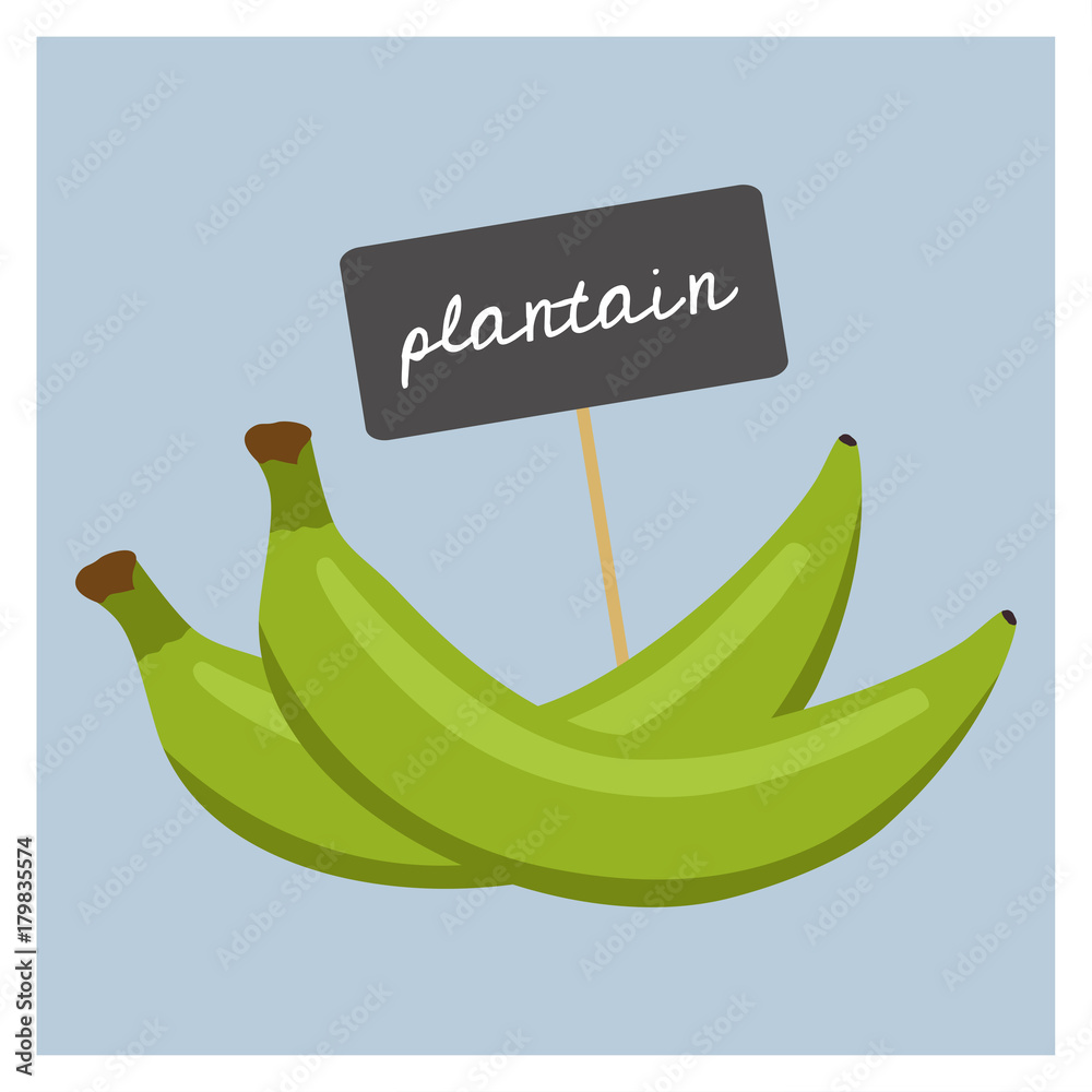 Vector Fruit - Plantain Stock Vector | Adobe Stock