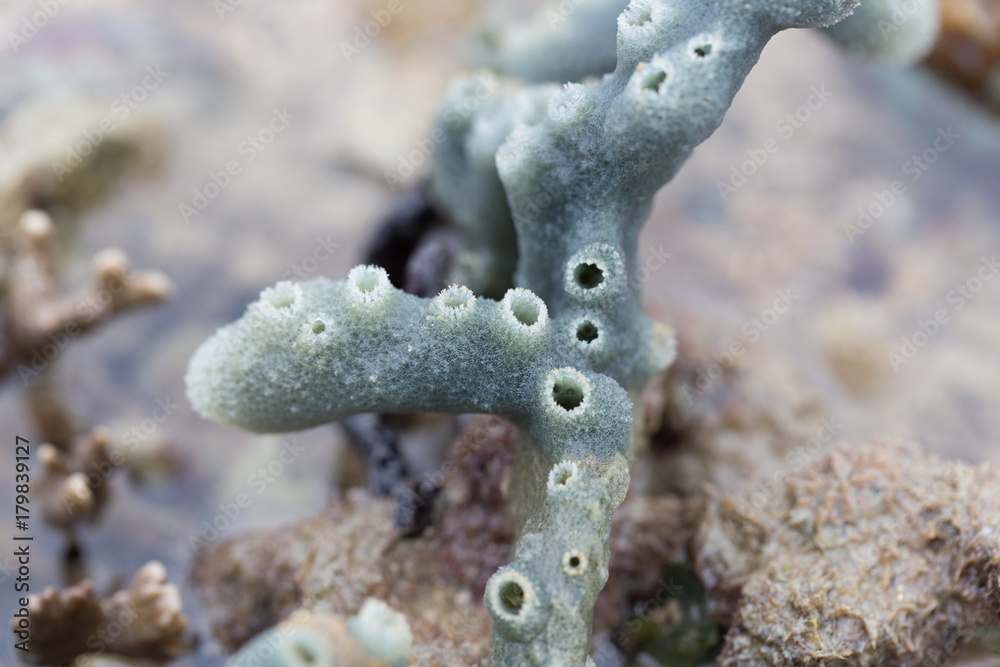 Sponges, the members of the phylum Porifera for education in marine ...