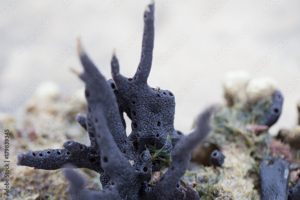 Sponges, the members of the phylum Porifera for education in marine ...