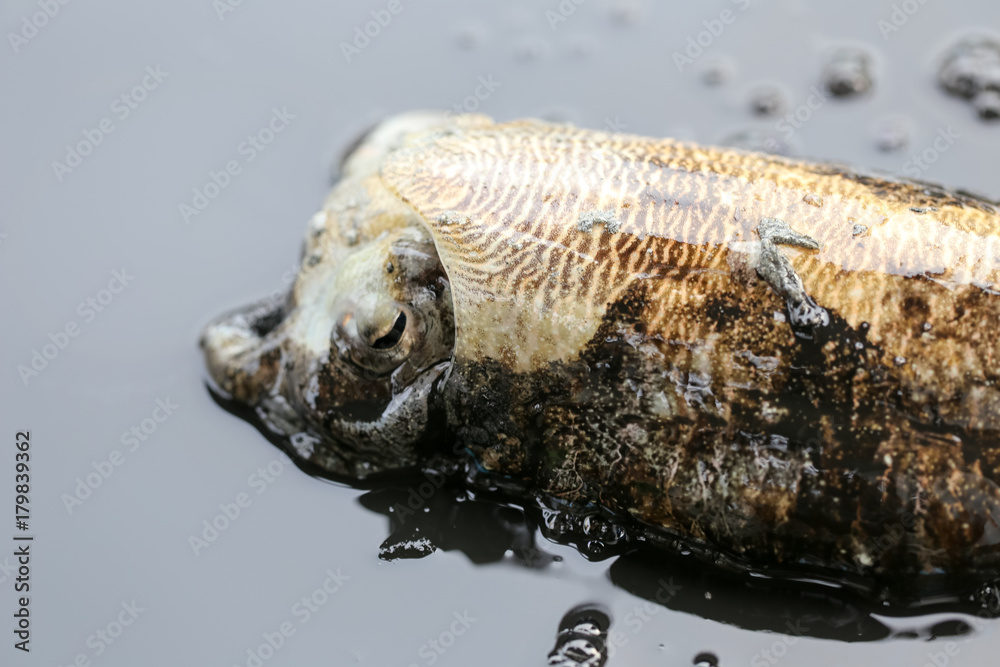 Cuttlefish or cuttles are marine animals of the order Sepiida. They ...