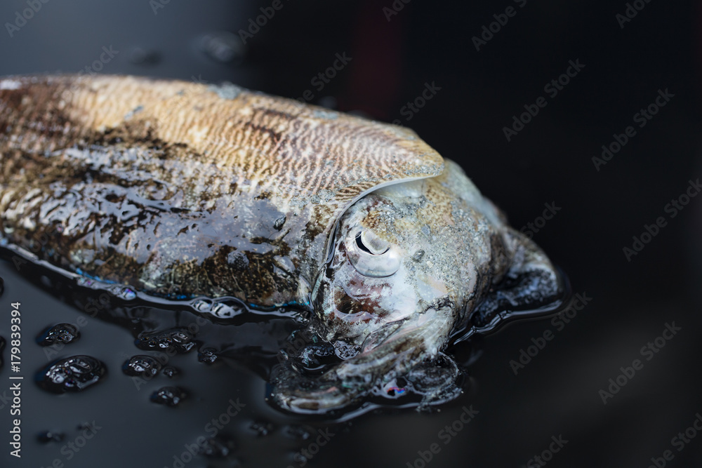 Cuttlefish or cuttles are marine animals of the order Sepiida. They ...