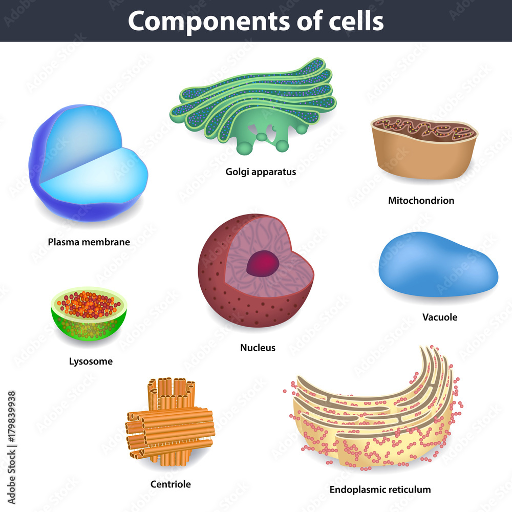 Components of human cells vector illustration Stock Vector | Adobe Stock