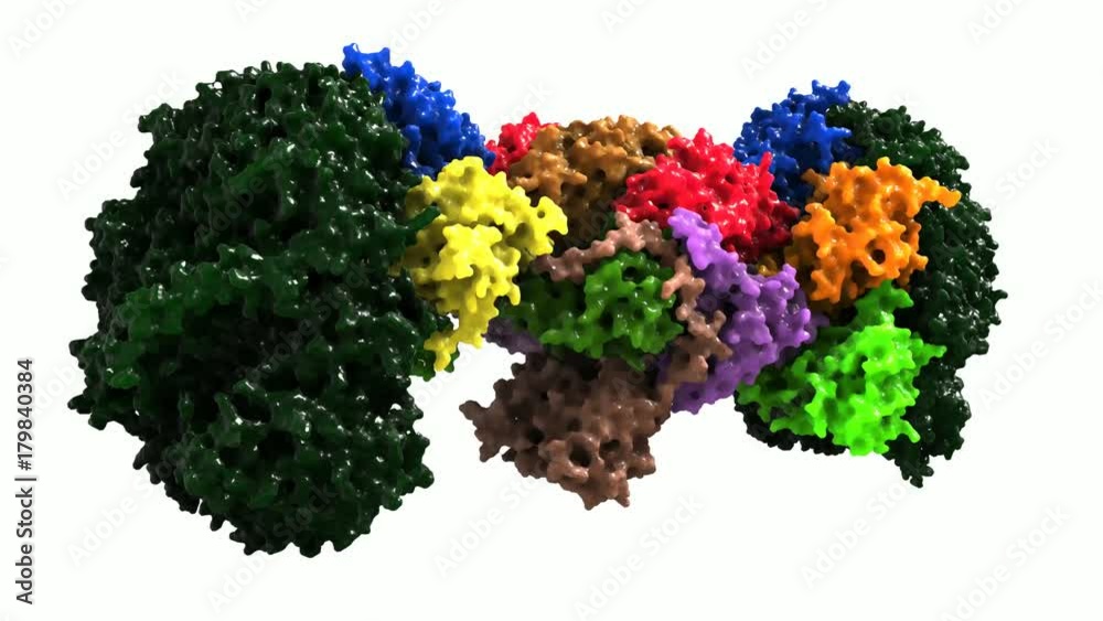 20S Proteasom mit Blm10 Regulator Protein (aus Hefe) Stock-Video ...