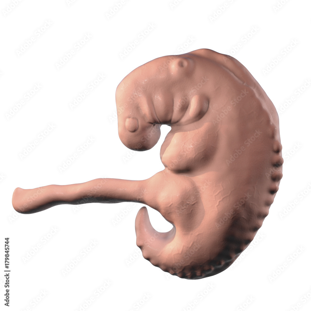 Pregnancy. 4 weeks embryo, middle part of the fourth week ...