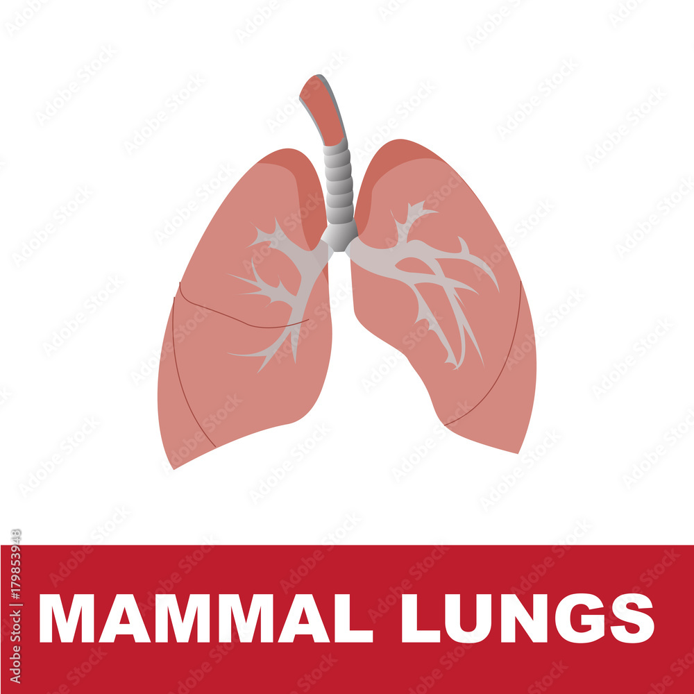 vector illustration of reptile schematic lung anatomy. perfect for ...