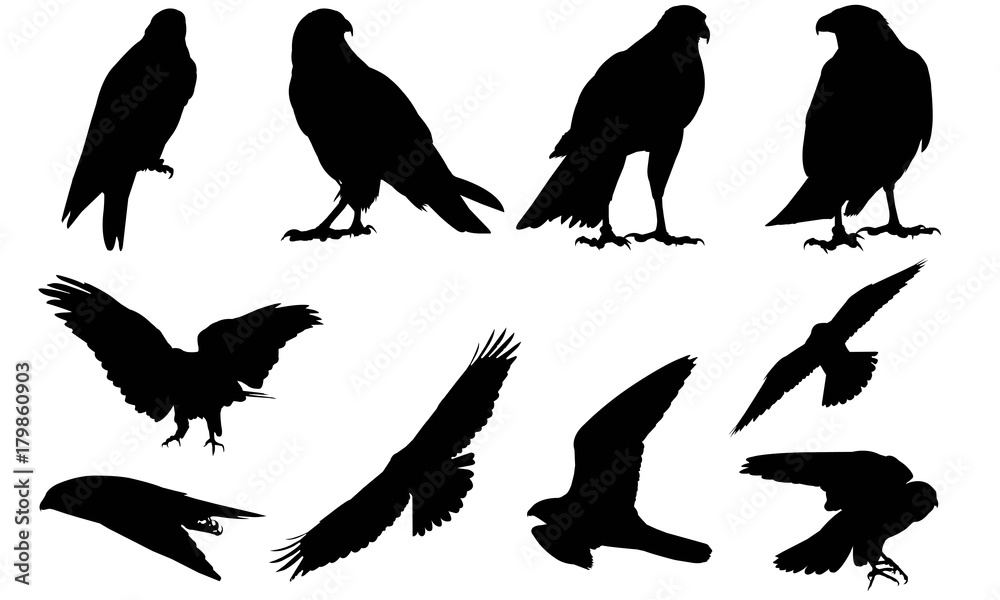 Peregrine falcon Silhouette Vector Graphics Stock Vector | Adobe Stock Peregrine falcon Silhouette Vector Graphics Stock Vector | Adobe Stock