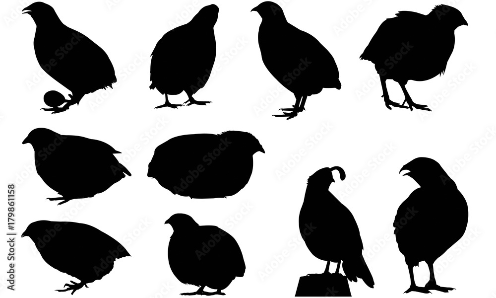 Quail Silhouette Vector Graphics Stock Vector | Adobe Stock