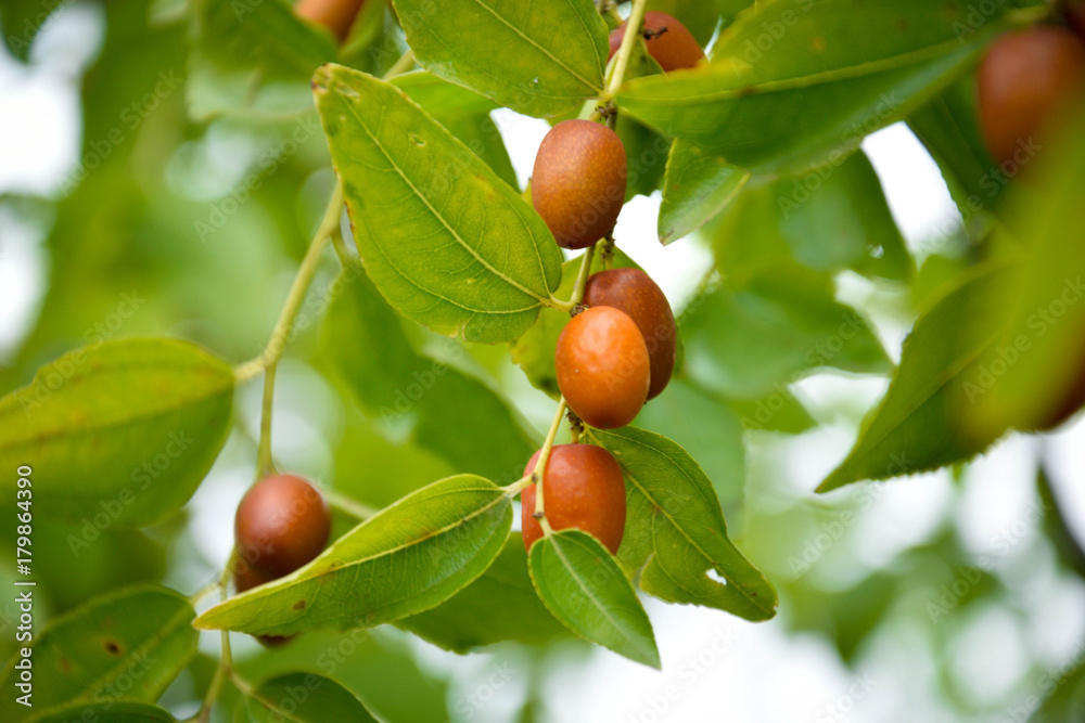 green fruits of Ziziphus jujuba on a tree Stock Photo | Adobe Stock