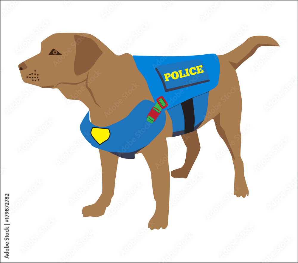 Can Labradors Be Drug Sniffing Dogs